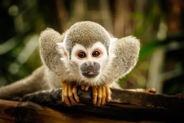 monkeys in a tree joke