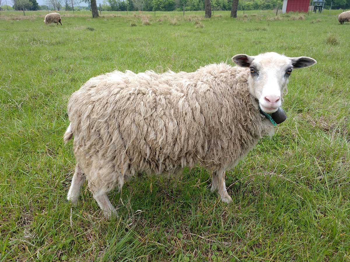 Navigating Online Fleece Sales: Tips for Buyers and Sellers | Spin Off