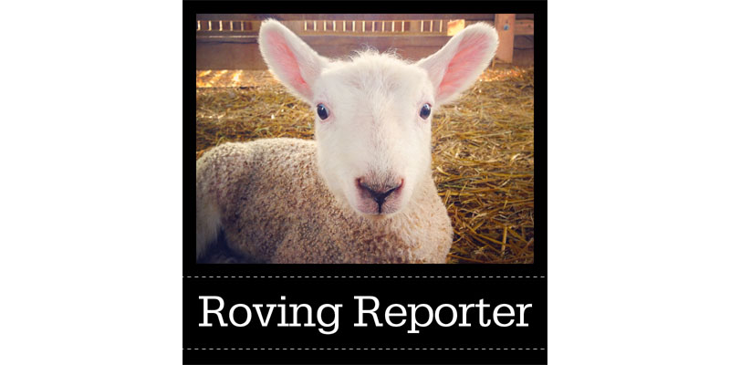Beatrix Potter and Her Sheep | Spin Off