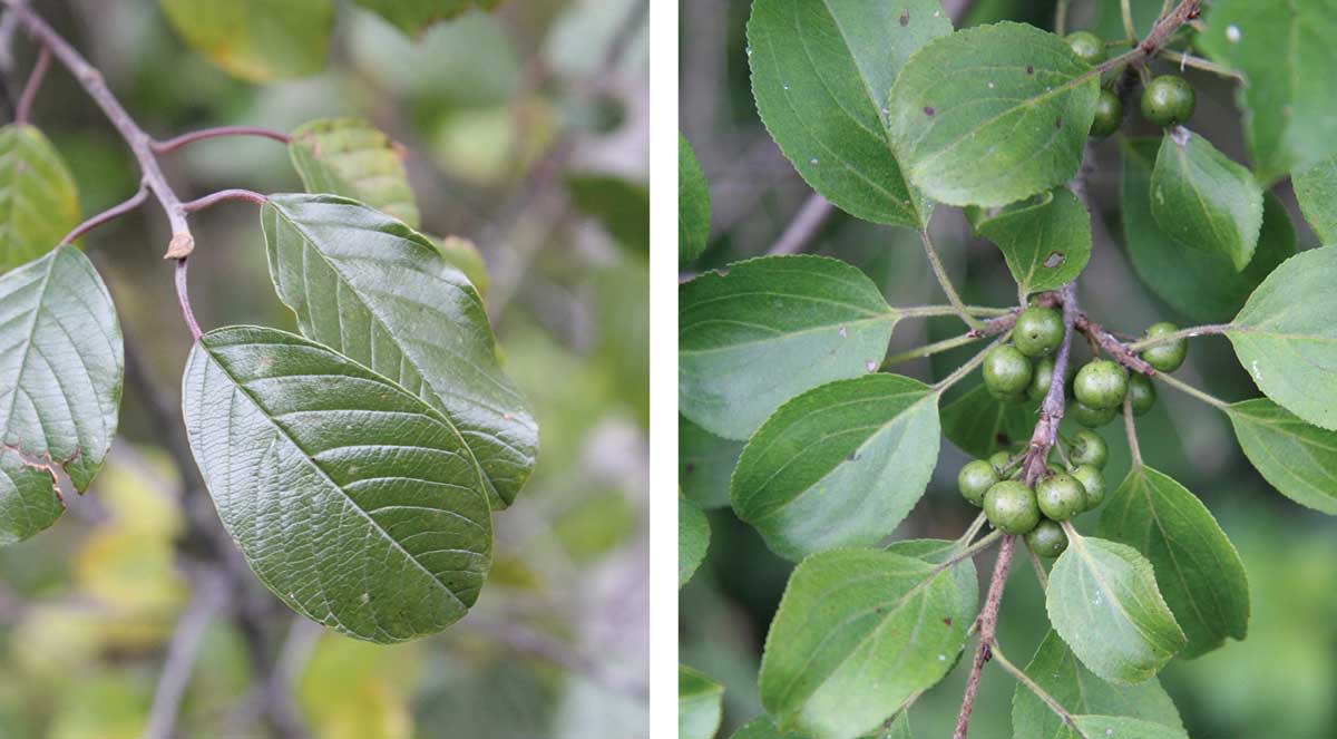 Dyeing with Buckthorn | Spin Off