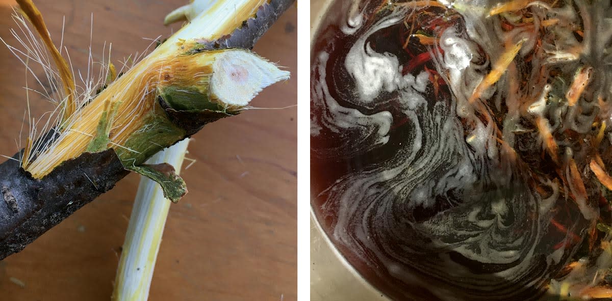 Dyeing with Buckthorn | Spin Off