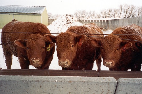 Measuring Cow & Pig Emissions Goes to New Heights | Climate Central