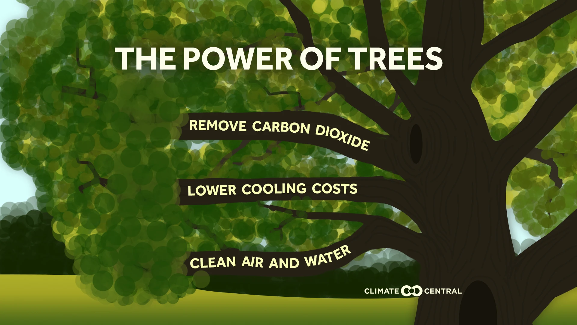 The Power of Trees | Climate Central