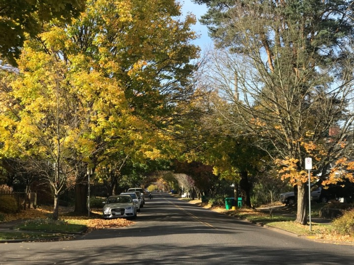 Multnomah County Trees Are Doing Much More Than We Think | Climate Central
