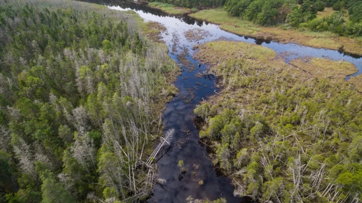 'Ghost Forests' Appear As Rising Seas Kill Trees | Climate Central