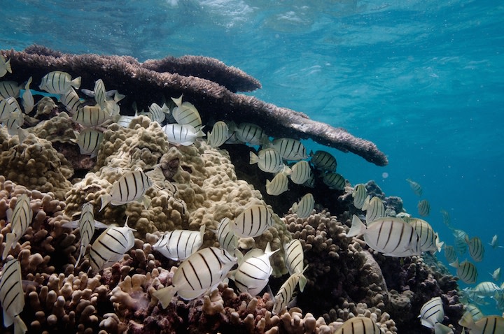 Climate Change Is Increasing Stress on Oceans | Climate Central