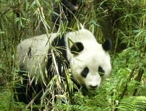 Study: Panda Poo May Be Coup for Future of Biofuels | Climate Central