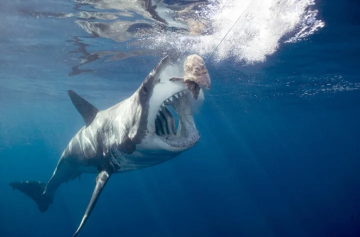 Sharks Face a Growing Threat in Warming and Acidic Seas | Climate Central