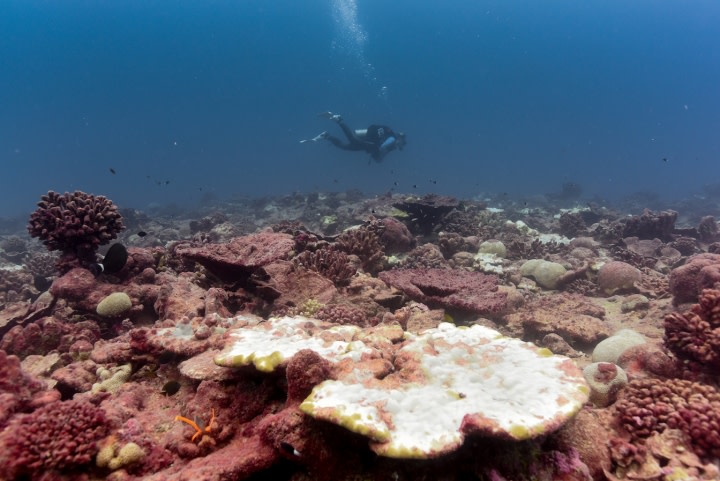 There’s a Hopeful Message Hidden in These Dead Reefs | Climate Central