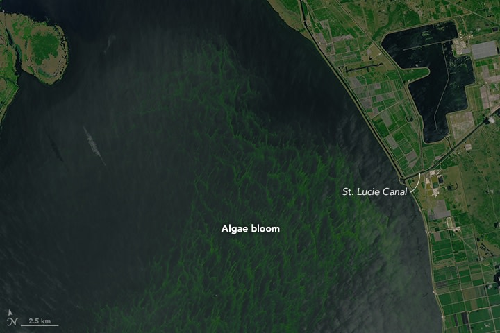 Warming Could Mean More Algae Blooms Like Florida’s | Climate Central