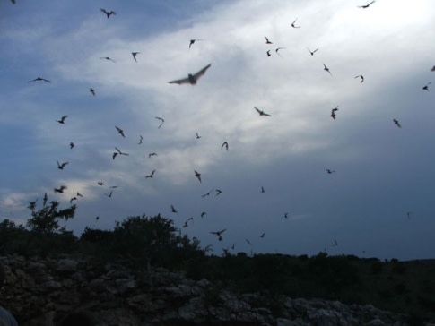 Climate Change May Bode Ill for Bat Populations | Climate Central