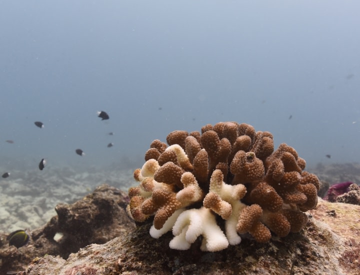 There’s a Hopeful Message Hidden in These Dead Reefs | Climate Central