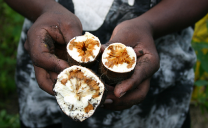 Warmer Climate Threatens Africa’s Vital Cassava Crop | Climate Central