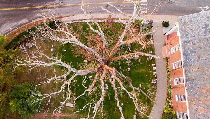 Heat, Then Deluge Fell a Town’s Beloved 600-Year-Old Oak | Climate Central