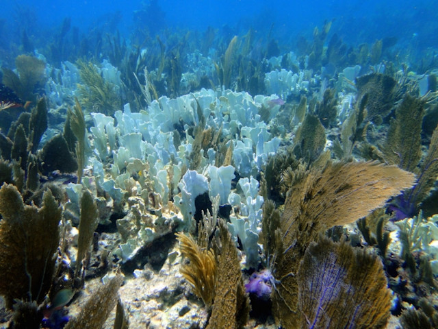Rising Ocean Temps Bring Gloomy Outlook for Corals | Climate Central