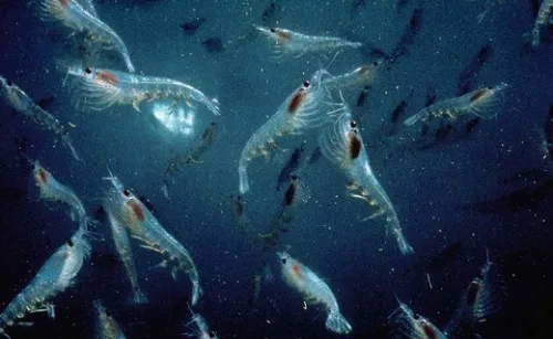 Krill Face Greater Risks in Warming Antarctic Waters | Climate Central