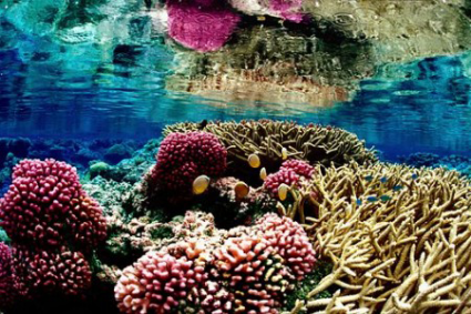 Coral Fights Back Gradually From Ocean Heating | Climate Central