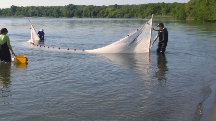 Ocean Acidification Making It Harder For Fish to Breathe | Climate Central