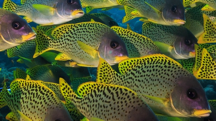 Fishing For Bright Spots in a World of Sick Reefs | Climate Central