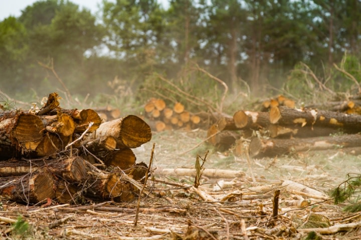 Climate Central’s ‘Pulp Fiction’ Wins National Award | Climate Central