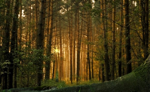 Time for Trees to Pack Their Trunks? | Climate Central