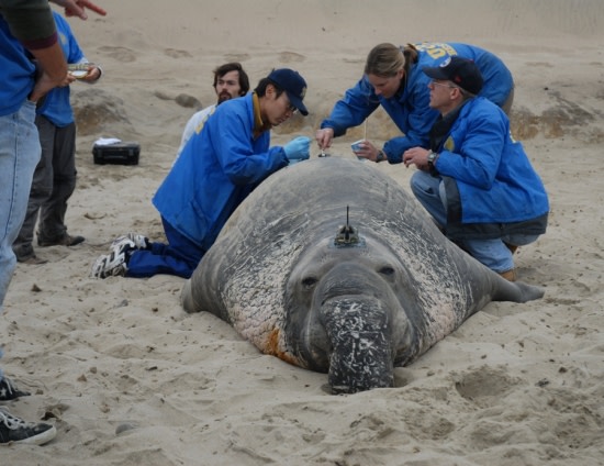 Short on Ocean Data, Scientists Turn to Seals for Help | Climate Central