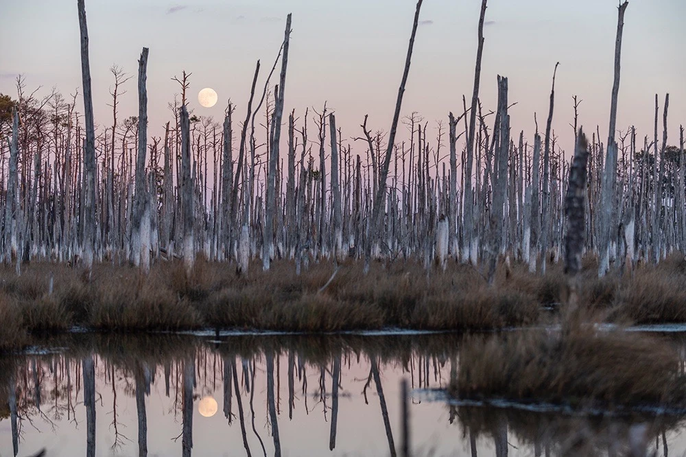 Vanishing forests tell a tale of rising water | Climate Central