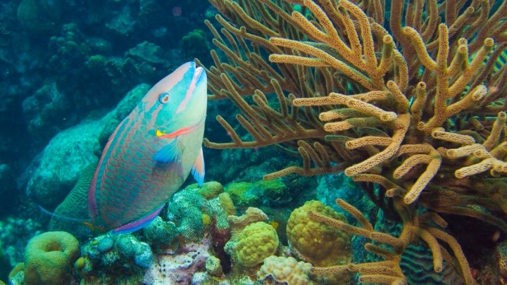 Overfishing and Pollution Kill Corals in a Warming World | Climate Central