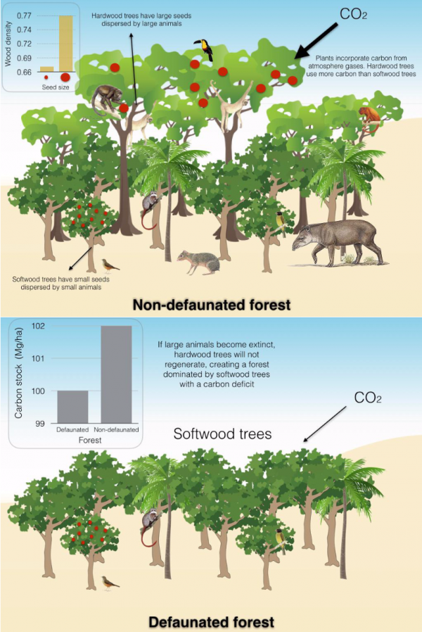 Decline of Tropical Animals Could Hasten Climate Change | Climate Central