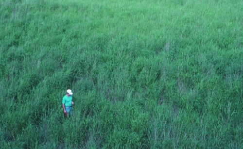 Grass is Greener for the Future of Biofuels | Climate Central