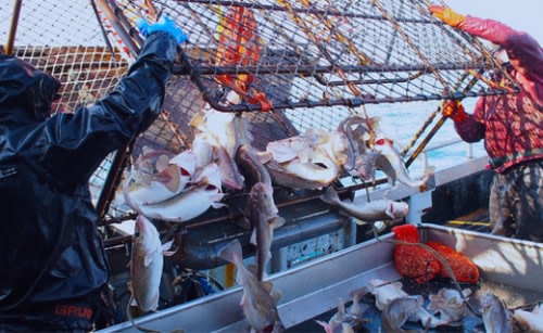 Marine Economy Takes a Dive as Ocean Acidity Rises | Climate Central