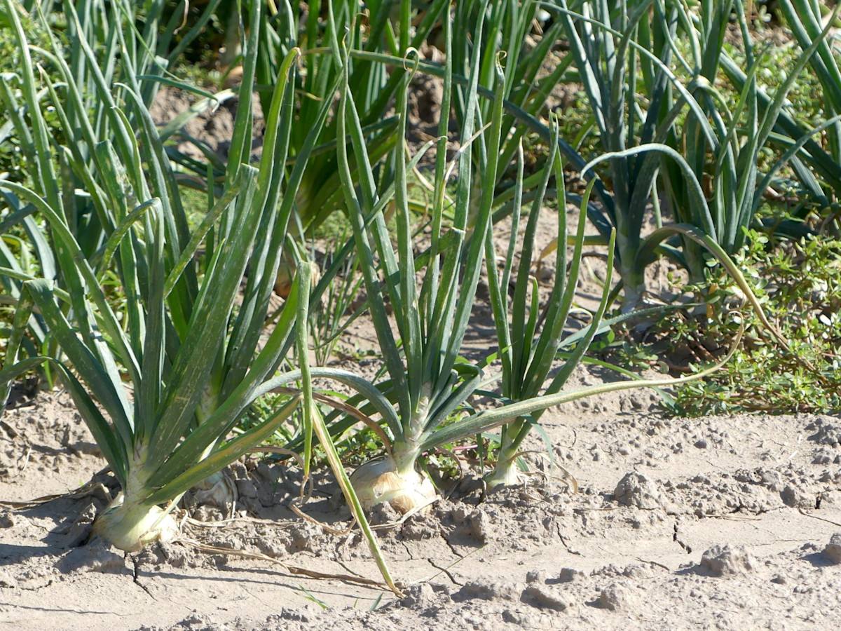 The weather in Oregon’s Treasure Valley is changing … So is onion ...