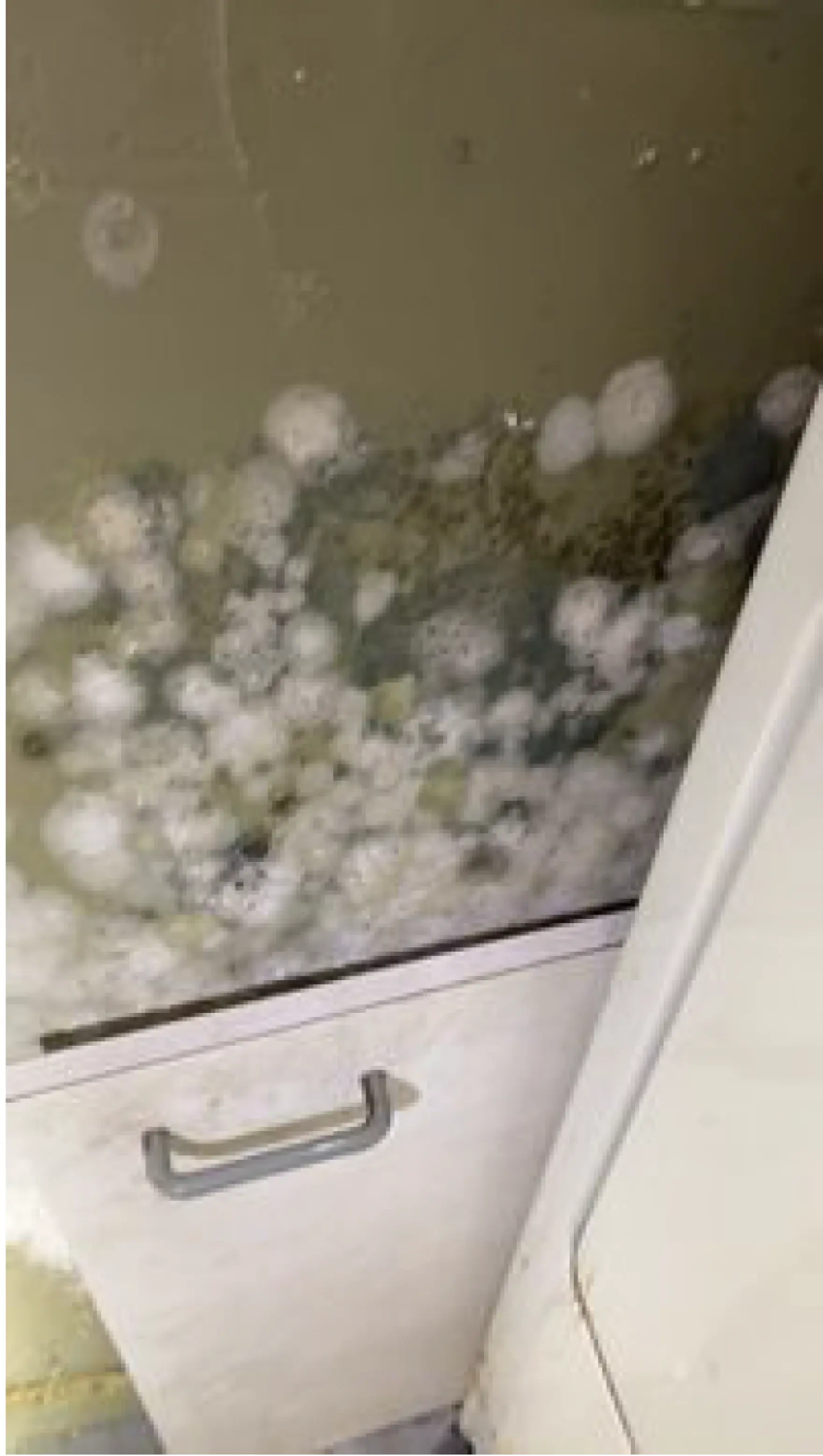 How wetter storms drive mold-related health issues as Hurricane Ian’s ...