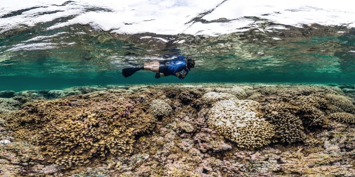 Hot Oceans Are Killing Coral Reefs Around the World | Climate Central