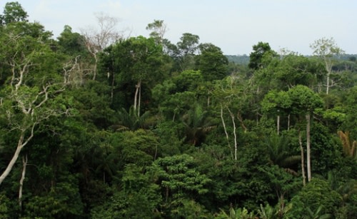Amazon Rainforest is ‘at Higher Risk of Tree Loss’ | Climate Central