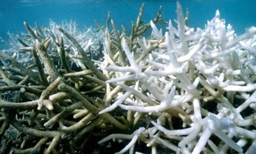 Marine Heatwaves Severely Damage Australia Coral | Climate Central