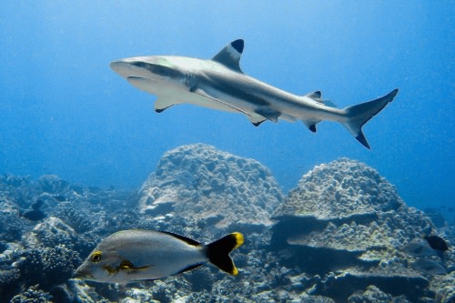 Sharks Face a Growing Threat in Warming and Acidic Seas | Climate Central