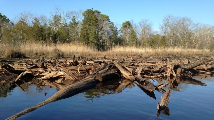 Sea Level Rise Could Help Marshes Ease Flooding | Climate Central
