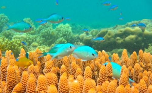 Climate Change Threatens Fish Living Near the Equator | Climate Central
