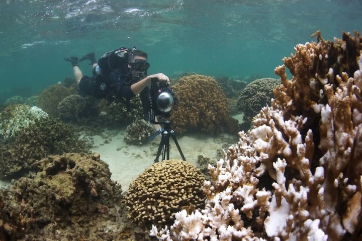 Hot Oceans Are Killing Coral Reefs Around the World | Climate Central