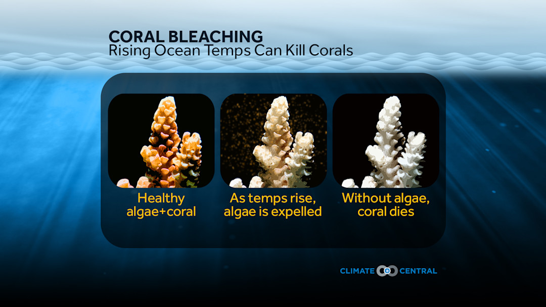 Record Ocean Heat Impacts: From Hurricanes to Corals | Climate Central