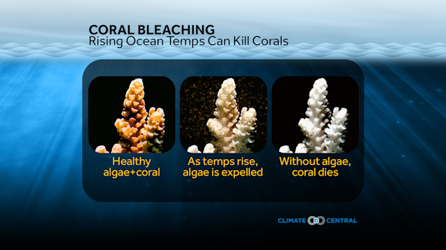 Record Ocean Heat Impacts: From Hurricanes to Corals | Climate Central
