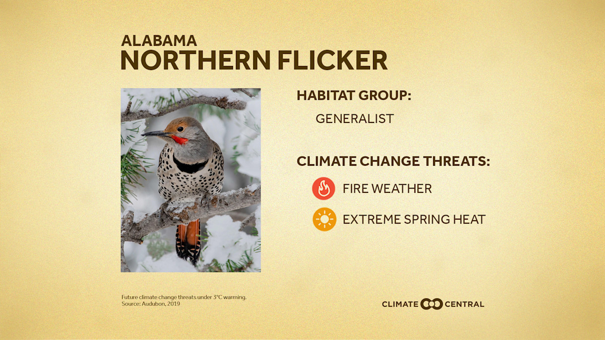 Birds: Taking Flight from Climate Change | Climate Central