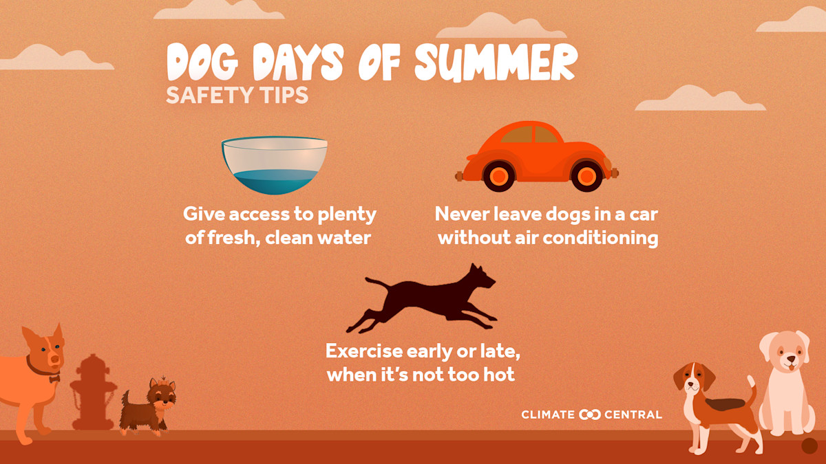 Dog Days of Summer: When Heat Endangers Pets | Climate Central