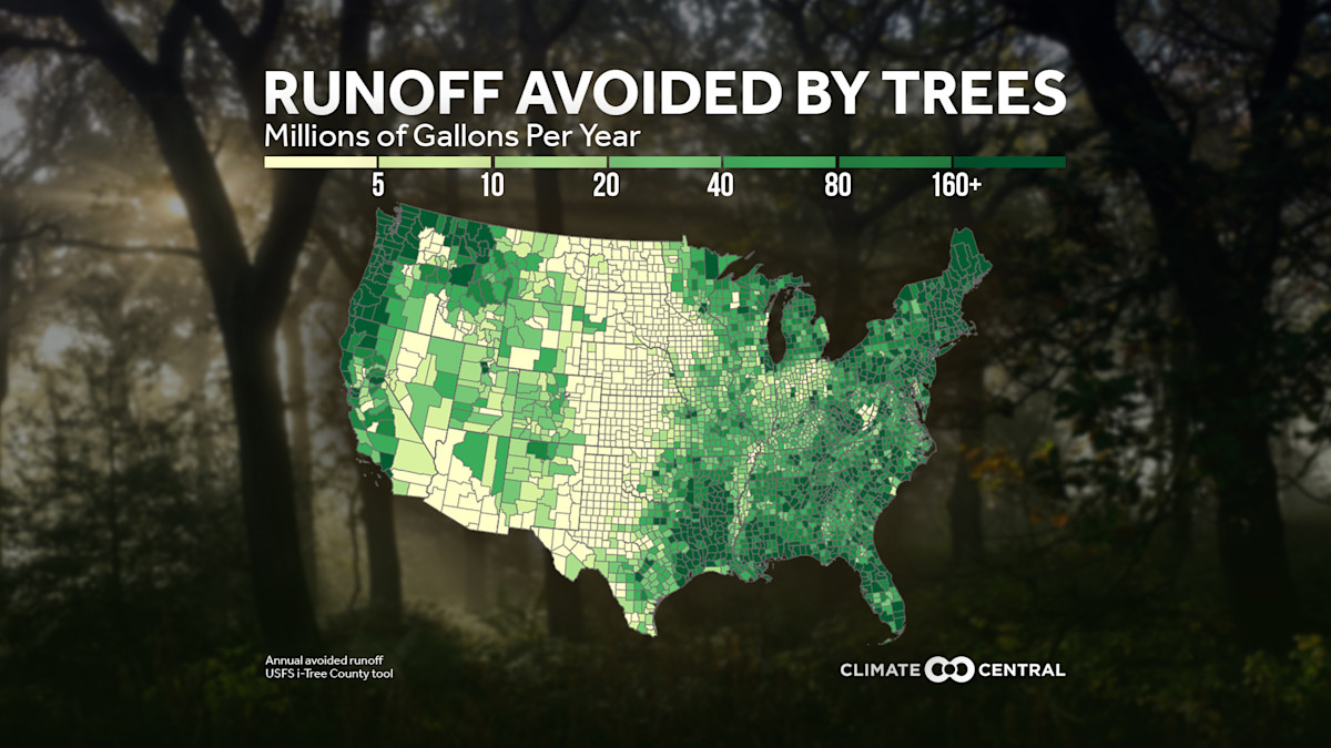 The Power of Trees: Fighting Floodwaters | Climate Central