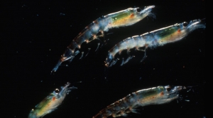 Climate Change Could Put Tiny Krill at Big Risk | Climate Central