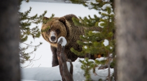 A Simple Idea Could Help Wildlife Survive Climate Change | Climate Central