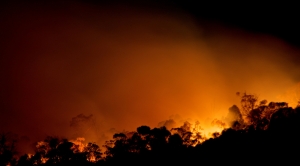 Wildfires Are Burning Some of the World's Oldest Trees | Climate Central