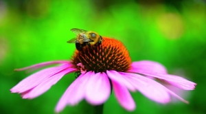 A ‘Climate Vise’ is Squeezing Bumble Bees’ Range | Climate Central