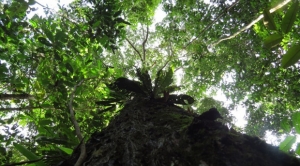 Amazon Trees Removed Almost a Third Less Carbon | Climate Central